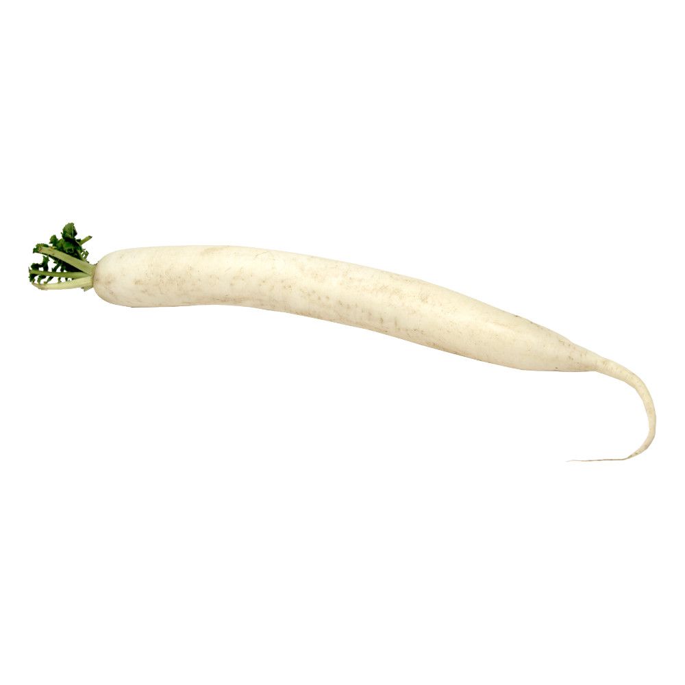 White Radish Vegetable When To Harvest Daikon Radish From Your